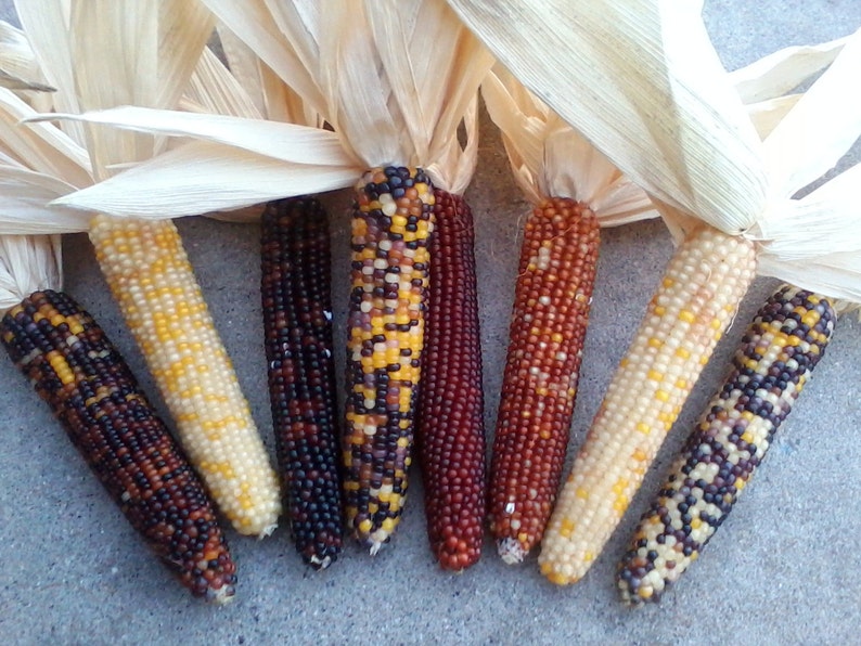Mini Indian Corn, 5" to 6" Length, 10, 15, 30 and 40 Count, FREE ...