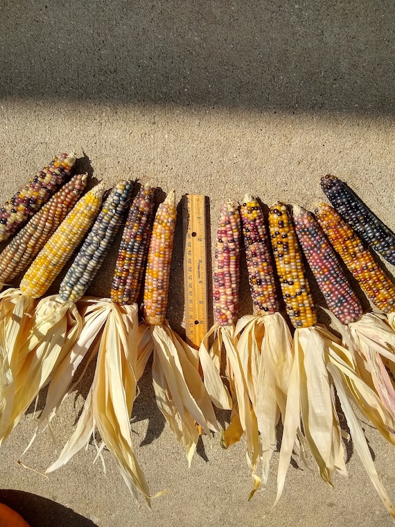 Glass Gem Corn 3 to 4 Length 4 to 5 | Etsy