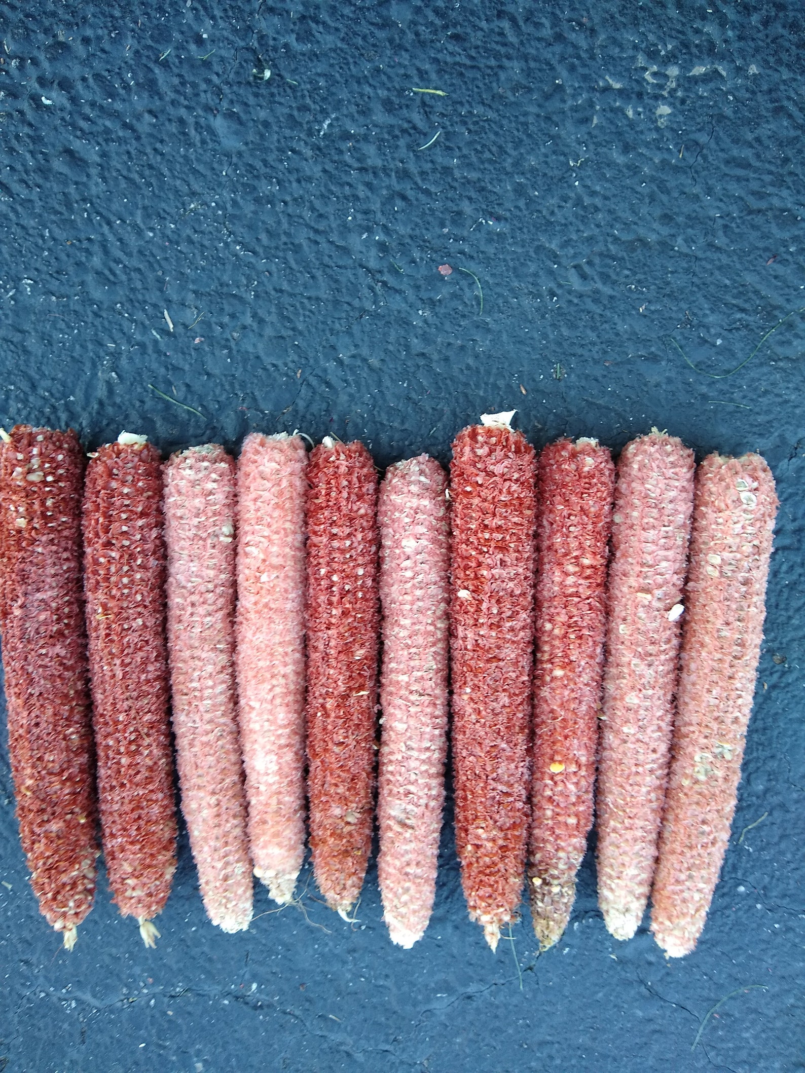Large Red Corn Cobs 10 20 30 40 50 or 60 Count Large Red - Etsy