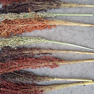 Broom Corn: Dark Purple, Burgundy, Maroon, Gold, Dark Brown, and Light ...