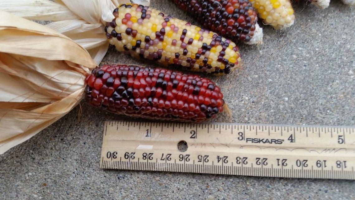 Mini Indian Corn 2 to 3 Length 15 25 40 and 60 | Etsy