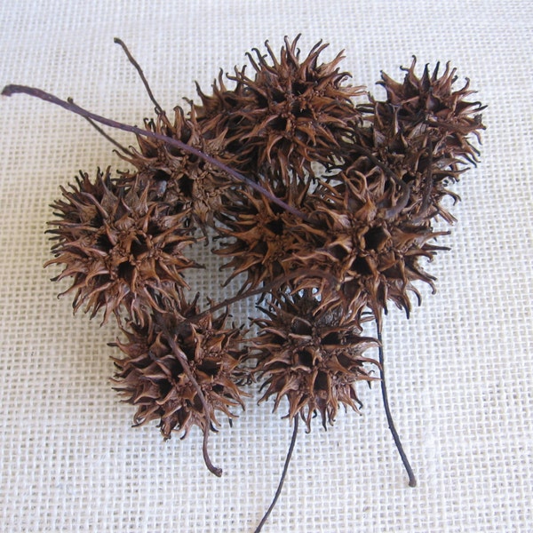 Sweet Gum Ball Crafts - Etsy