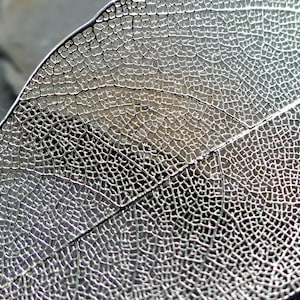 Real Leaf Silver Earrings: Large Drop Earrings - Etsy