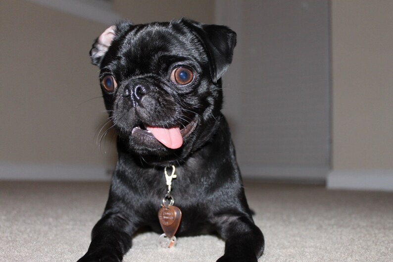 Guitar Pick Pet ID Tag Custom Dog Tag Sturdy BrassTag | Etsy