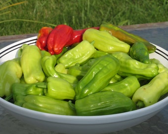 Datil Pepper world's hottest chile fruity flavor 15 | Etsy