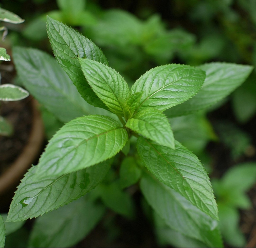 Peppermint Seeds- 300+ - Etsy