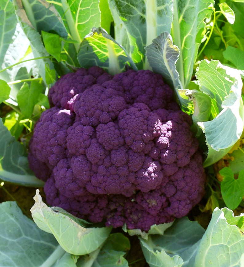 200 Cauliflower Seeds Sicilian Violet Purple Heirloom | Etsy