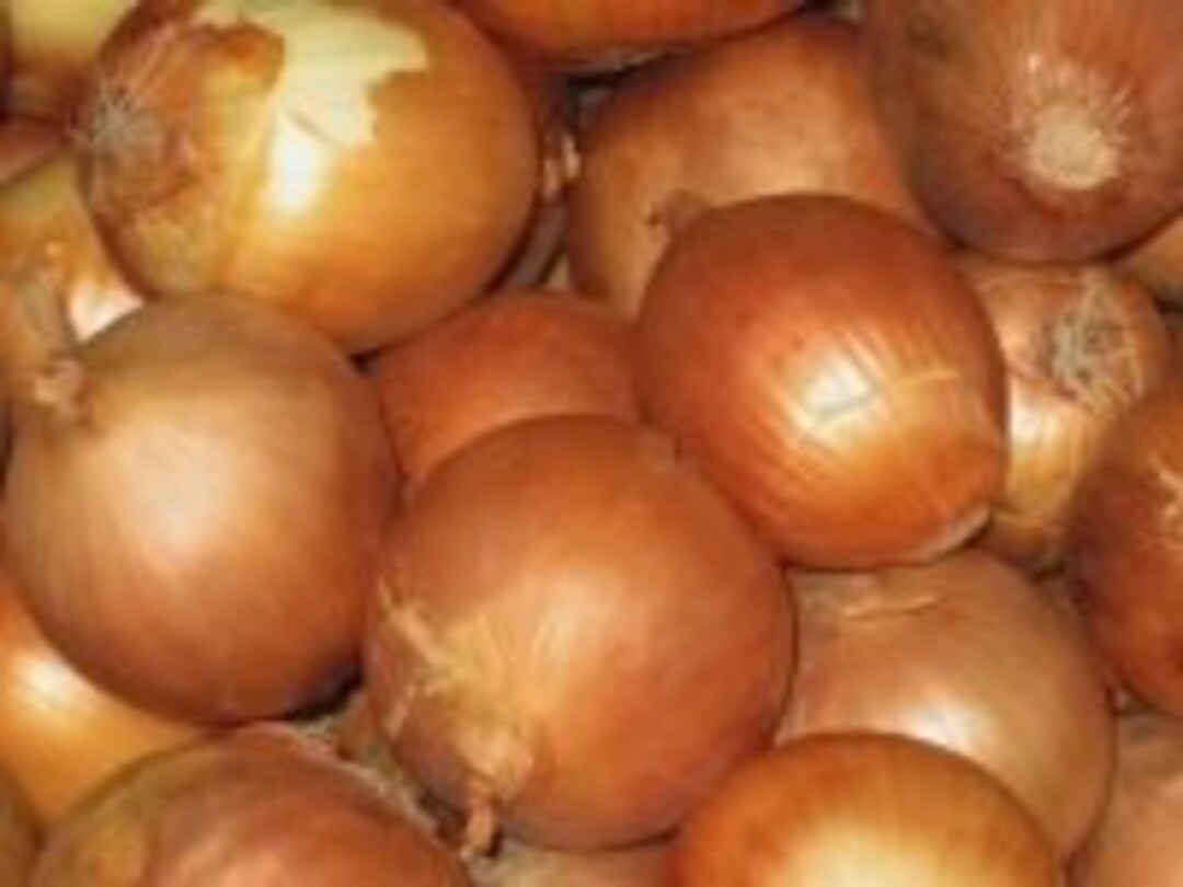 Onion Seeds- Sweet Yellow Spanish Heirloom- 250+ Seeds - Etsy