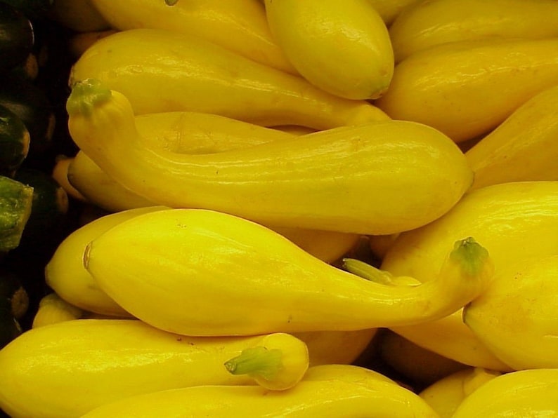 50+ Crookneck Heirloom Squash Seeds - Etsy