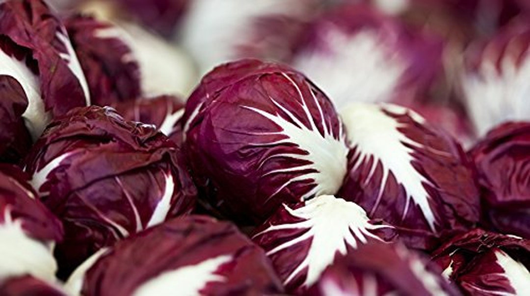 Radicchio (chicory) Seeds- Verona Red- 500+ Seeds - Etsy