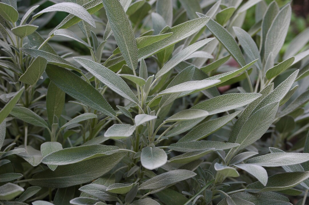 50+ Sage Seeds- Broad Leaf- Heirloom Herb - Etsy