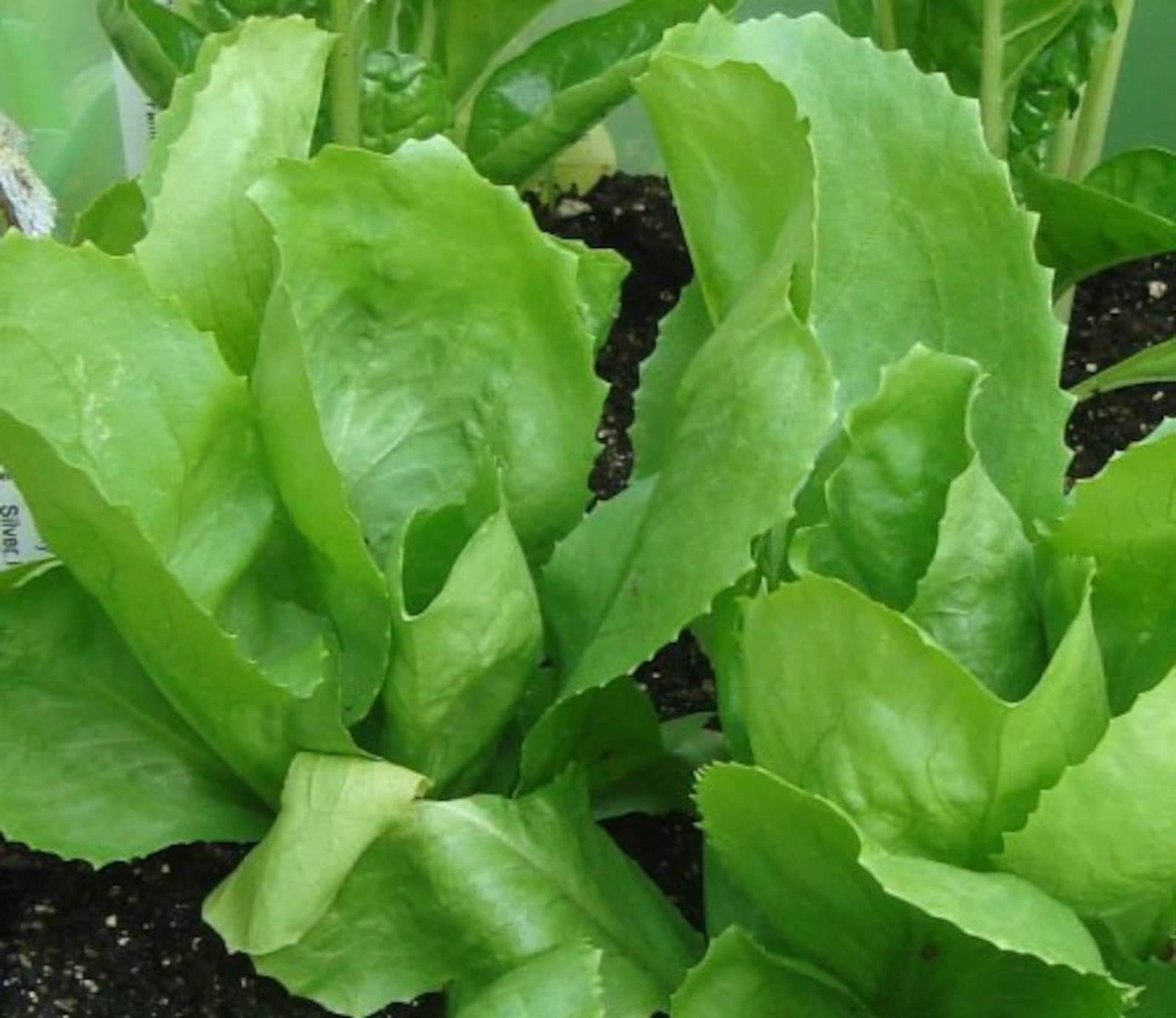 Escarole (endive) Seeds- Batavian Full Heart- 300+ Seeds - Etsy