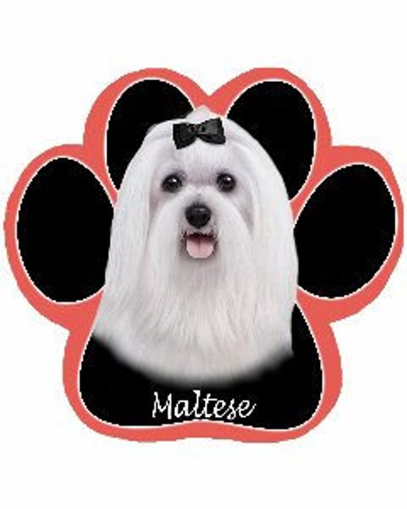Dogs Maltese Paws