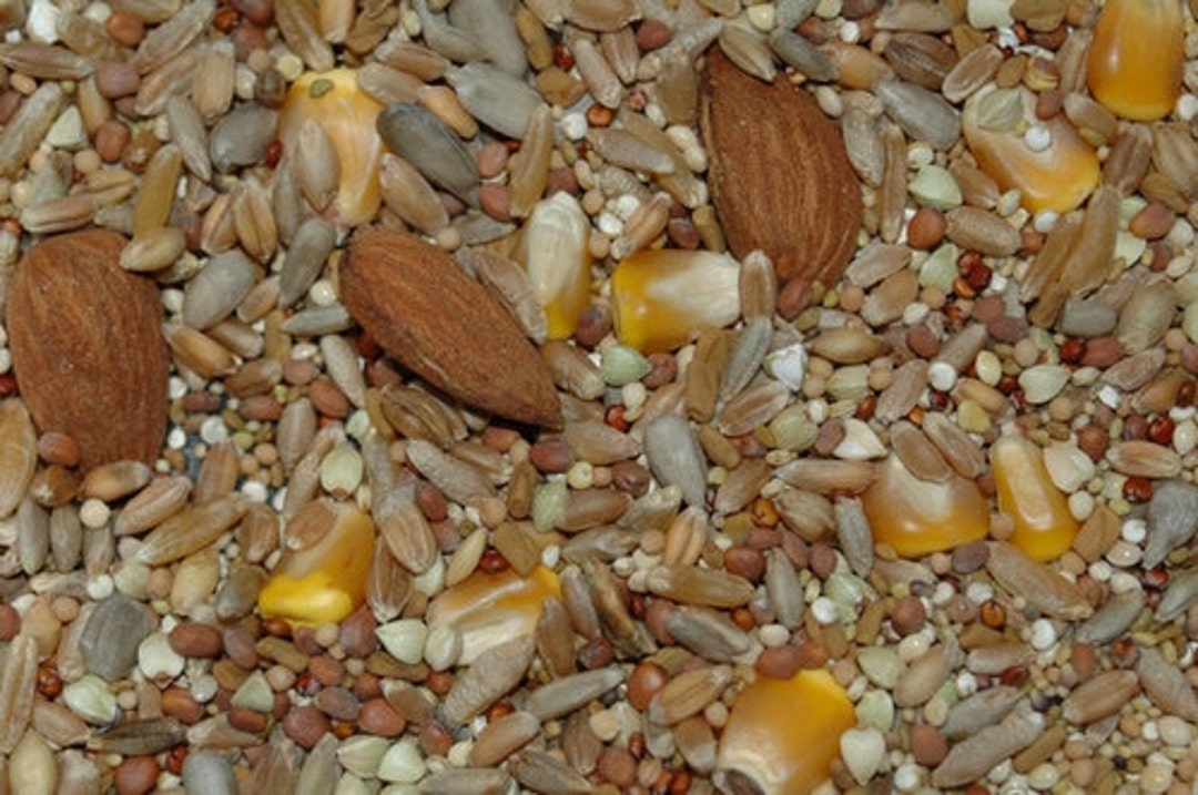 Hey Big Bird Sprout Mix-certified Organic - Etsy