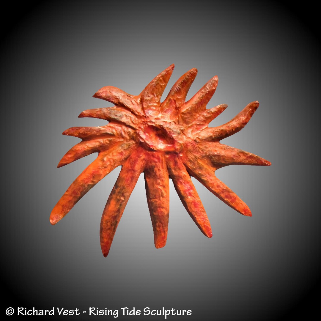 Hand Carved Salish Sea Star Wall Sculpture: Orange Alder Wood Decor - Etsy