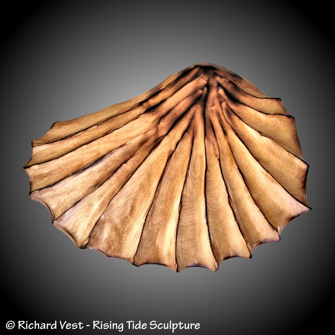 Scallop Shell Wall Carving - Etsy