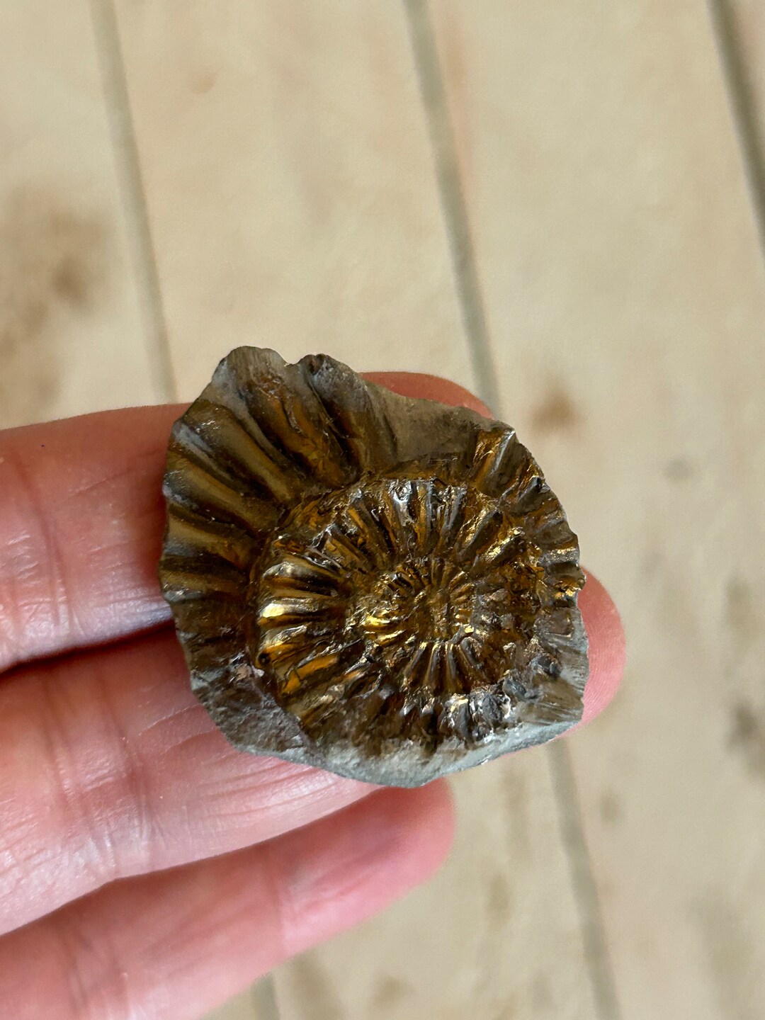 Pyritized Ammonite Pyrite Ammonite From Germany pleuroceras Sp. is From ...