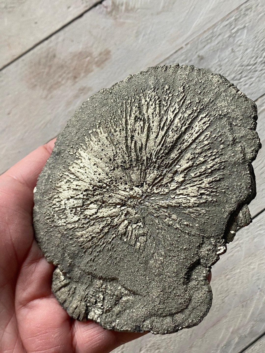 Pyrite Sun Disc Large Pyrite Sun Disk Specimen - Etsy