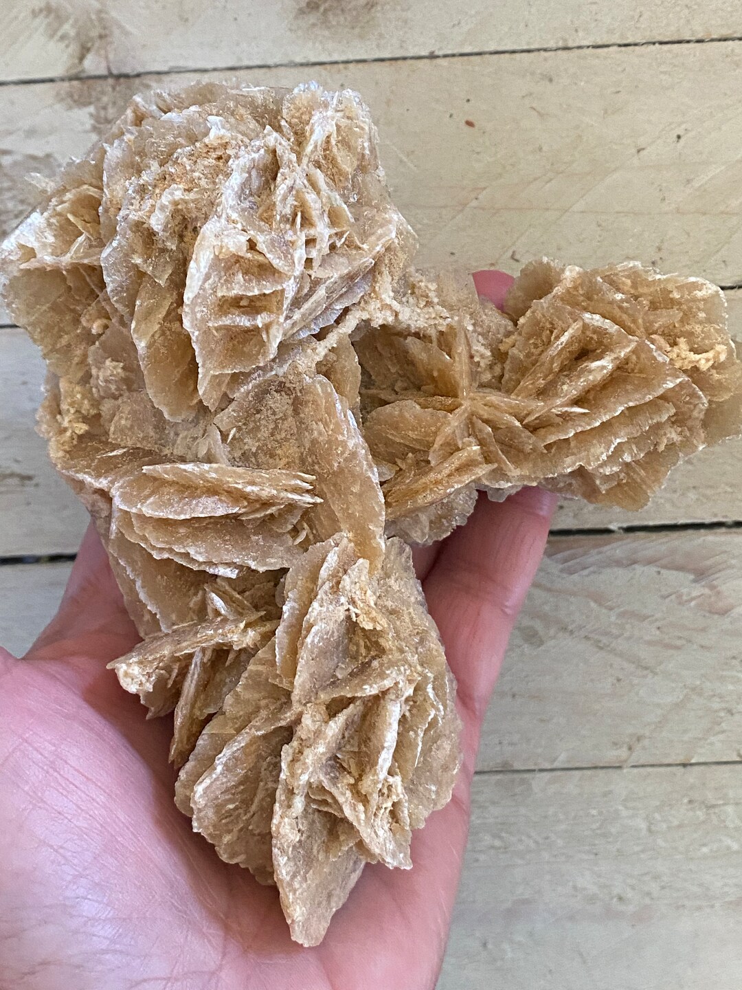 Large Selenite Rose Cluster Desert Rose Desert Selenite Box 71* - Etsy