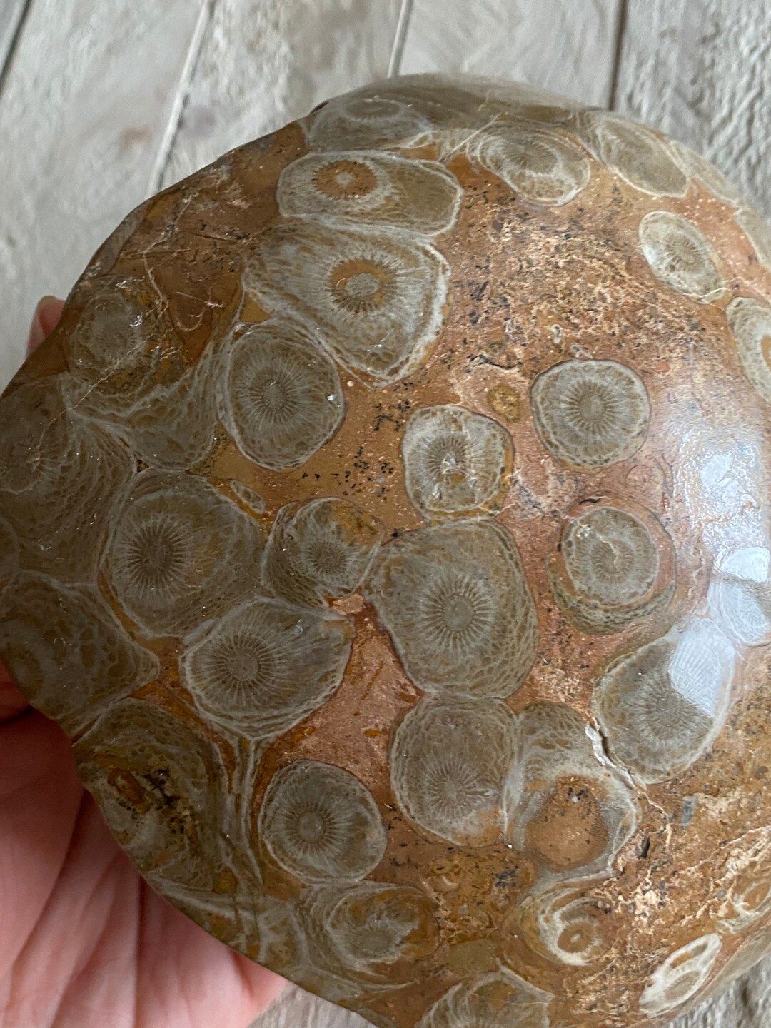 Turtle Shell Coral Fossil Mound Devonian Age Amazing Fossilized Coral ...