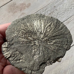 Pyrite Sun Disc Large Pyrite Sun Disk Specimen - Etsy