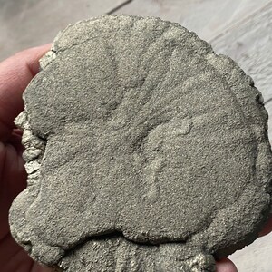 Pyrite Sun Disc Large Pyrite Sun Disk Specimen - Etsy
