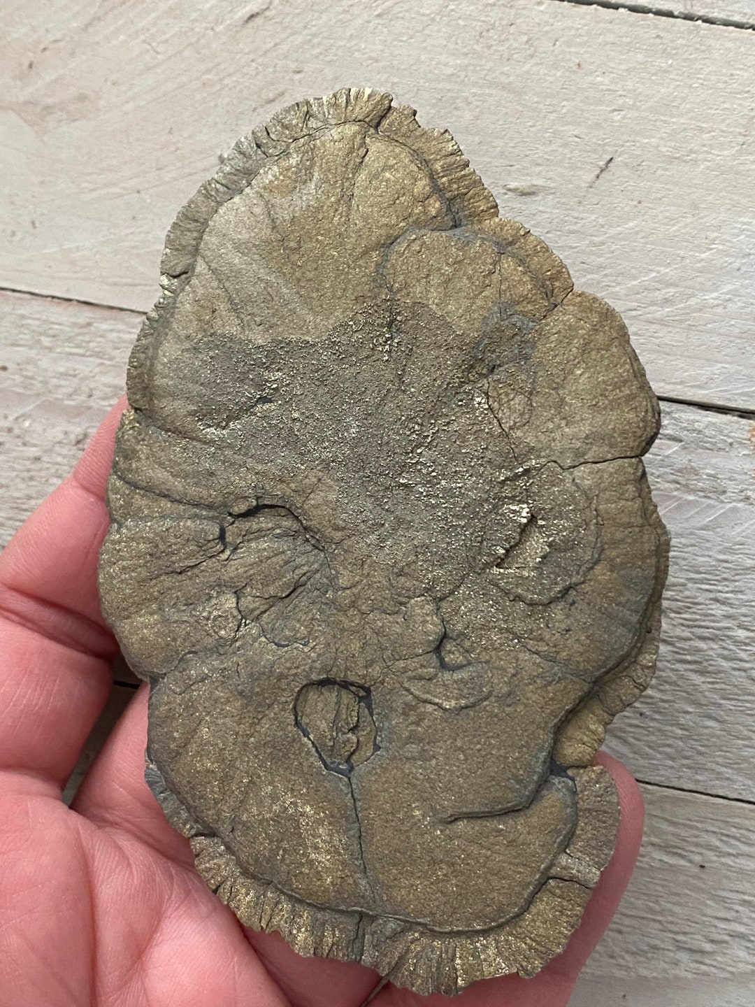 Pyrite Sun Disc Pyrite Disc From Sparta Illinois Pyrite Disk - Etsy