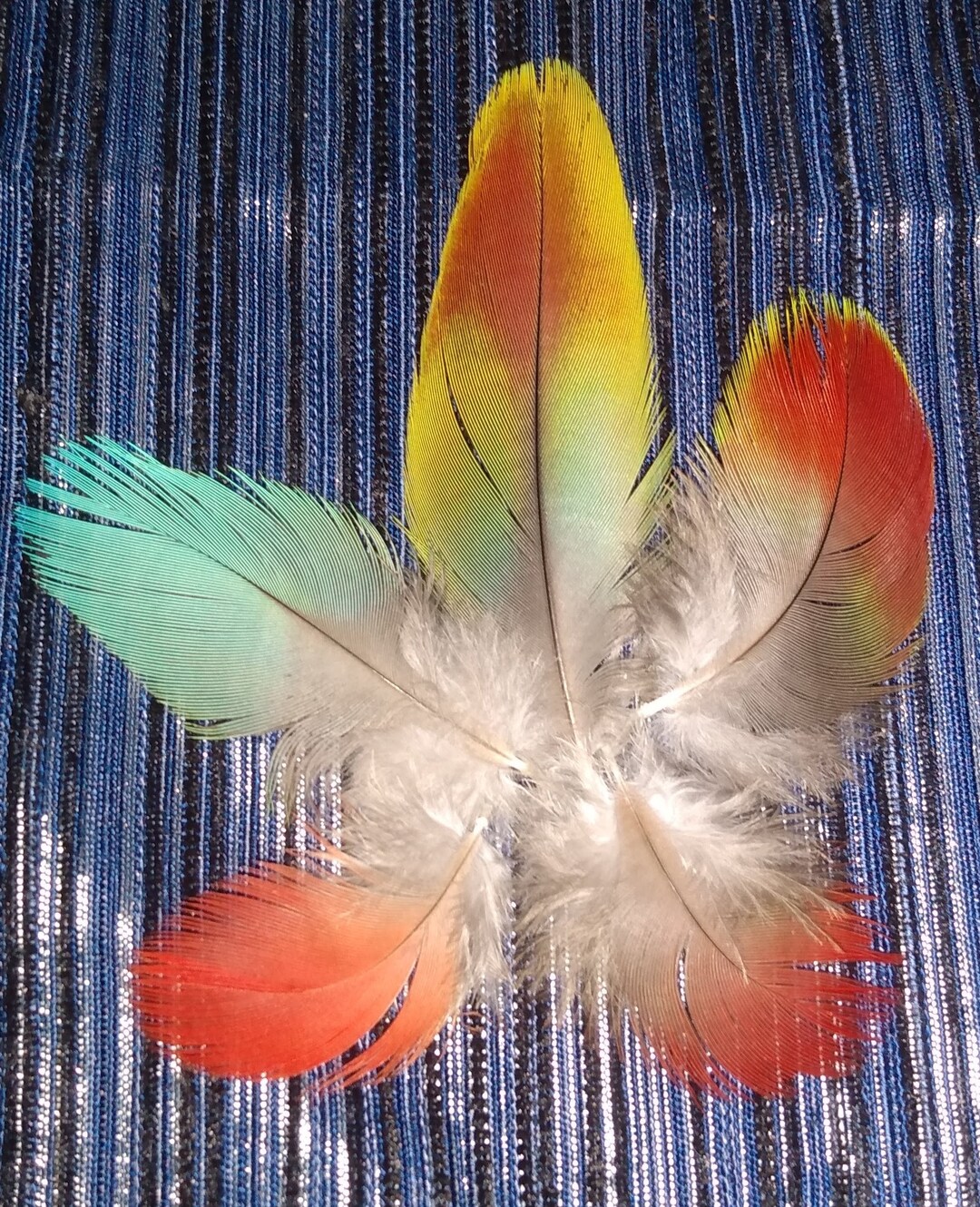 Macaw Feathers, Groups of 5 Small Craft Feathers, Naturally Molted ...