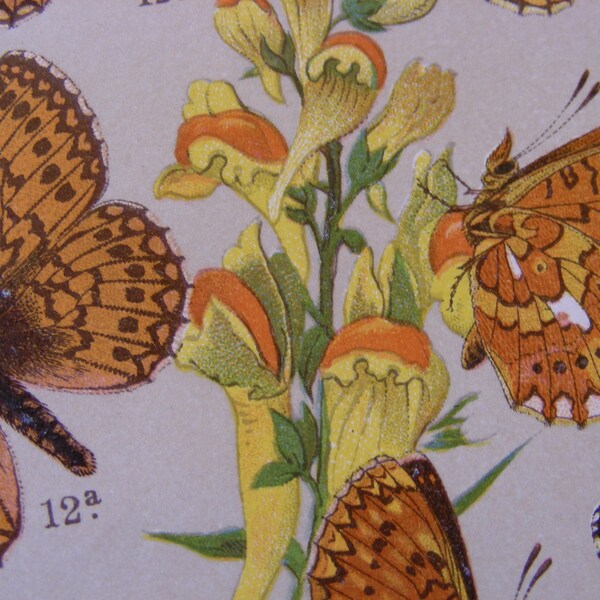 Butterfly Lithograph - Etsy