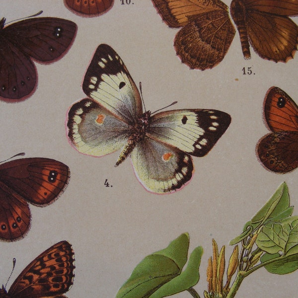 Butterfly Lithograph - Etsy