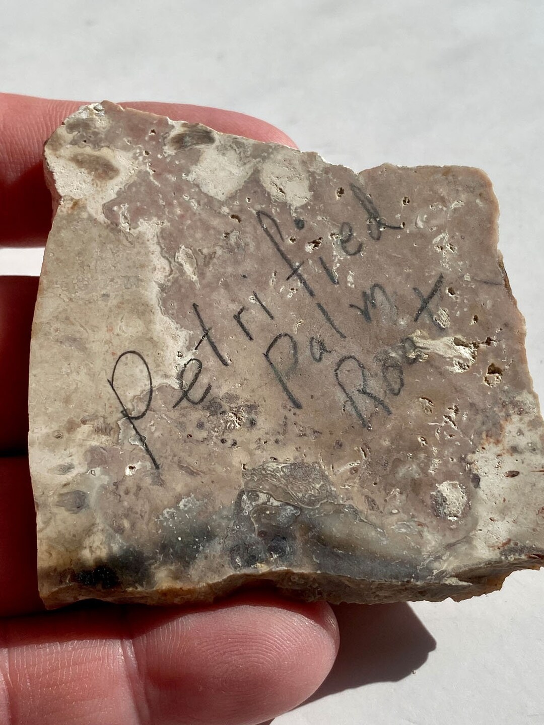 Petrified Palm Root Slab S25 100% Rock / Crystal Lifelove - Etsy