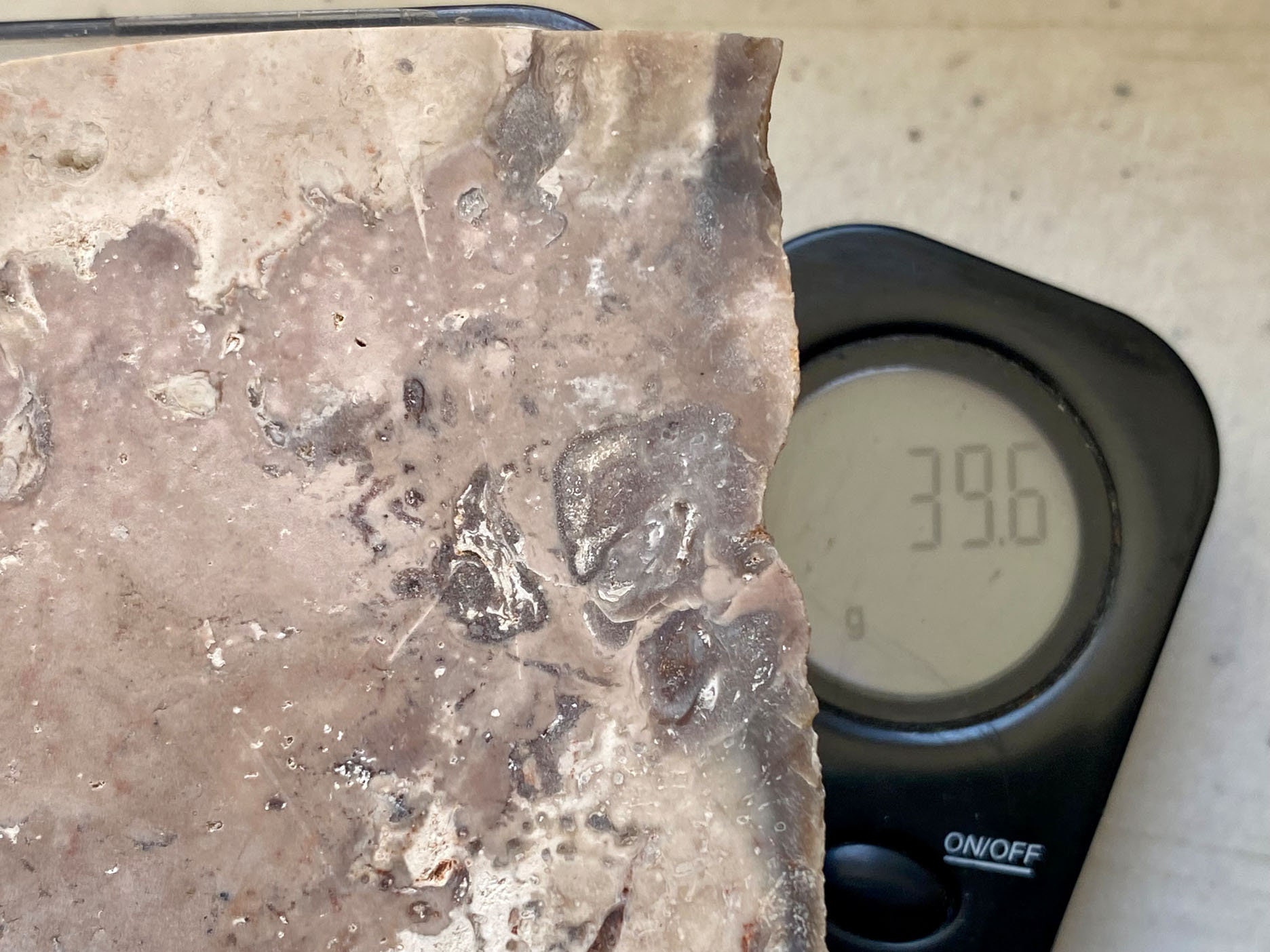 Petrified Palm Root Slab S25 100% Rock / Crystal Lifelove - Etsy