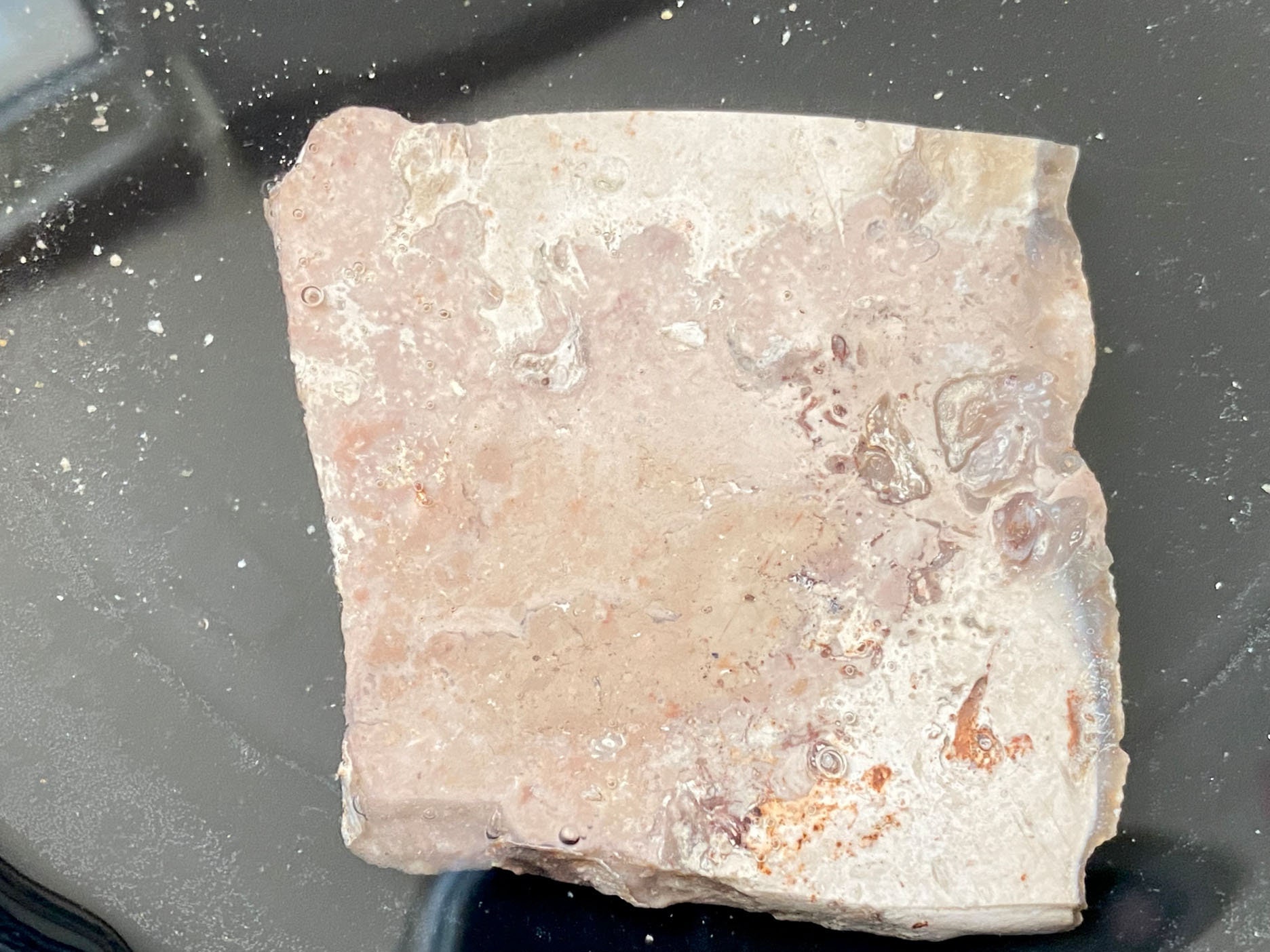 Petrified Palm Root Slab S25 100% Rock / Crystal Lifelove - Etsy