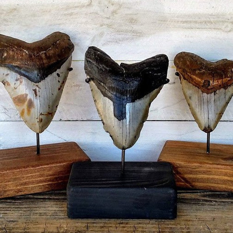Shark Tooth Display - Etsy