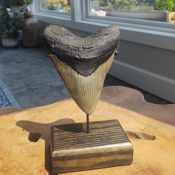 Megalodon Tooth Stand - Etsy