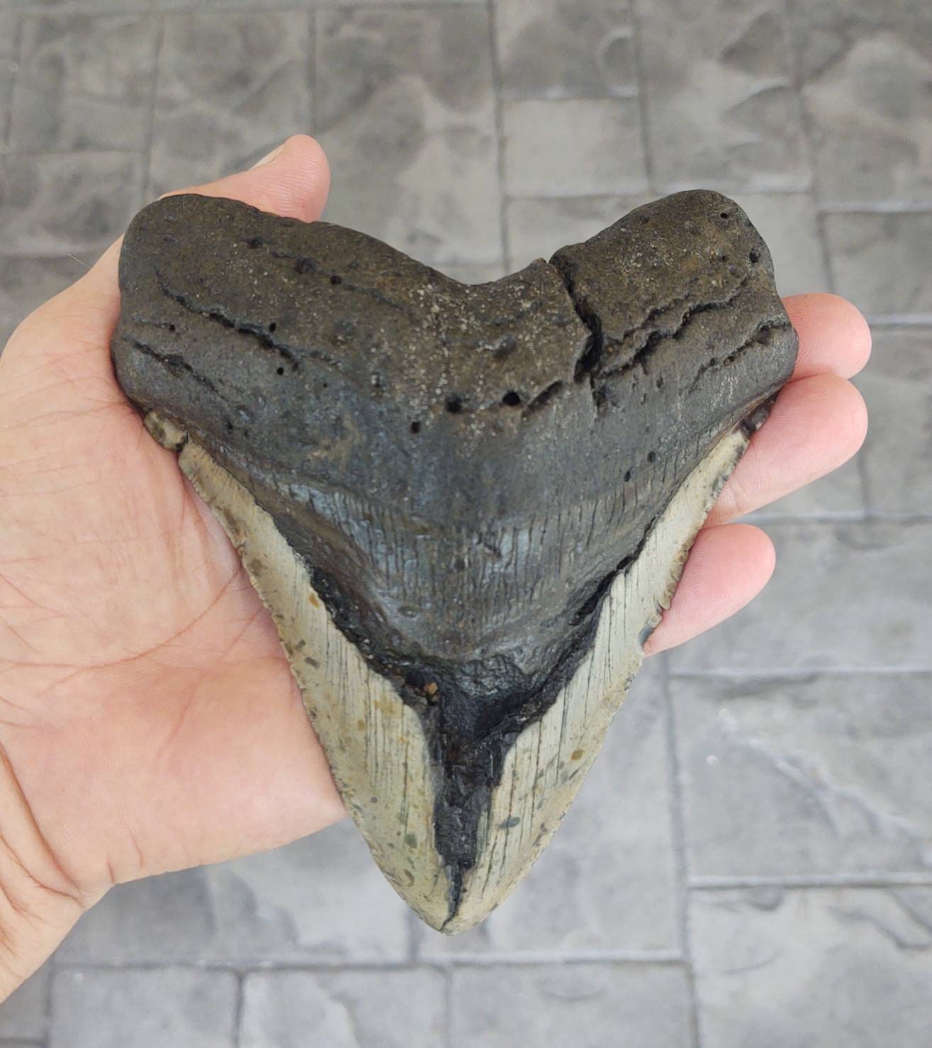 Authentic Megalodon Shark Tooth Fossil - Etsy