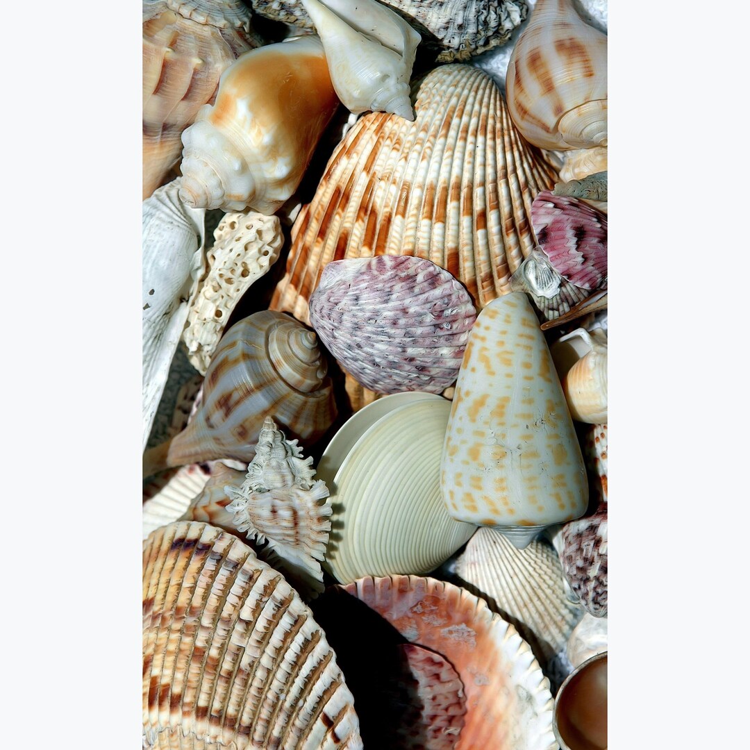 Embossi Printboard - 2075 Seashells - 12"x20" 1/8" Mdf for Glowforge ...