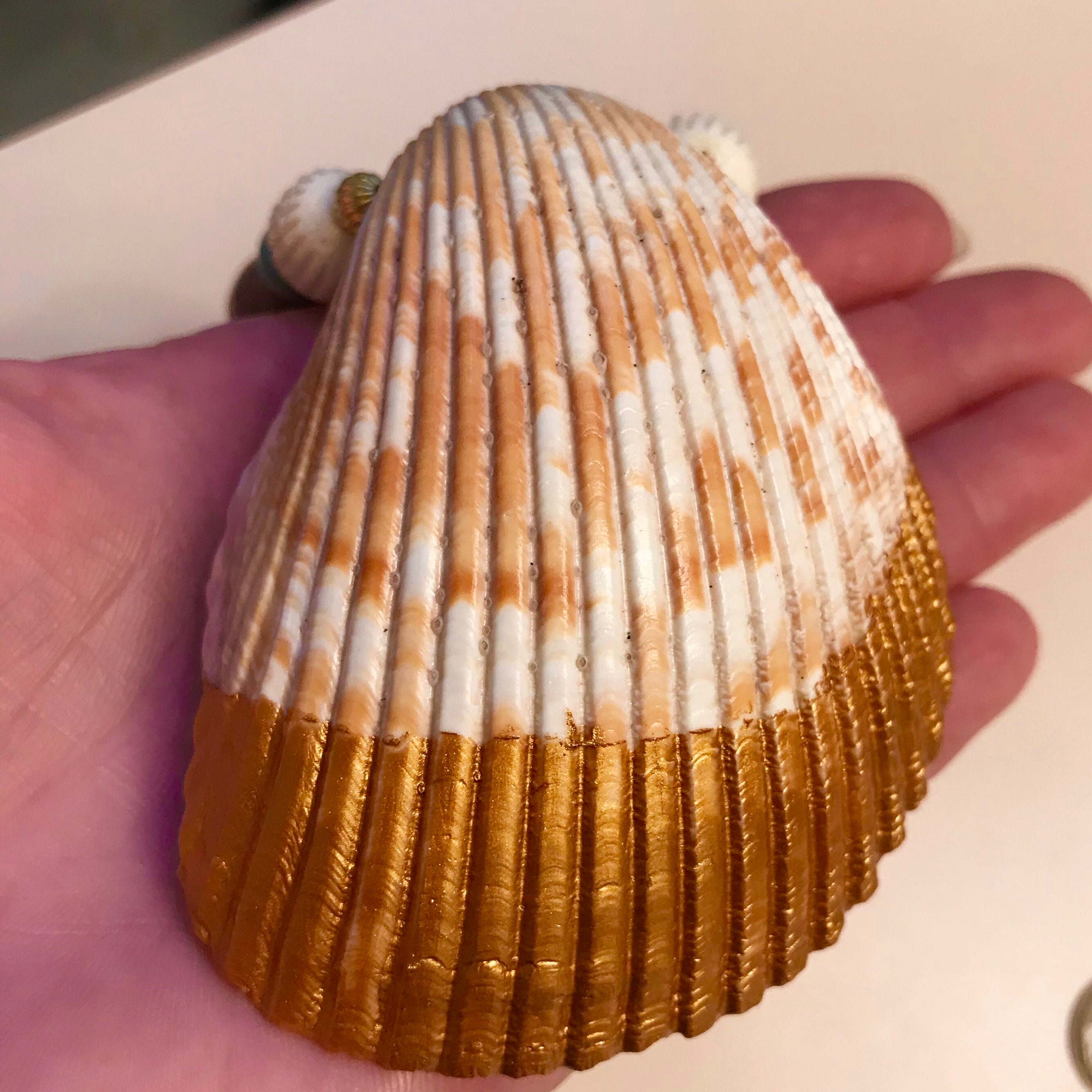 Gold Dipped Giant Atlantic Cockle Shell Statement Necklace - Etsy