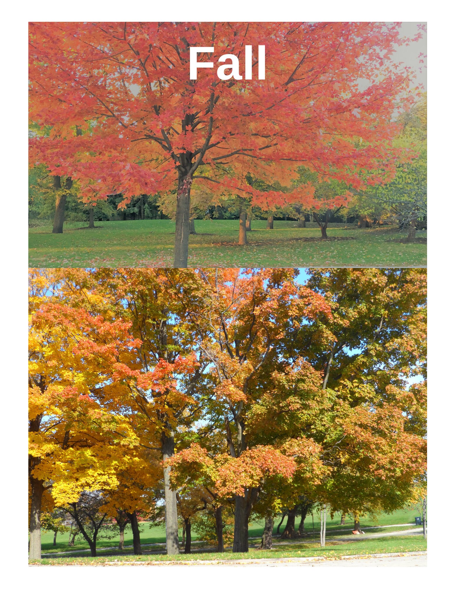 Nature Four Seasons Posters - Etsy