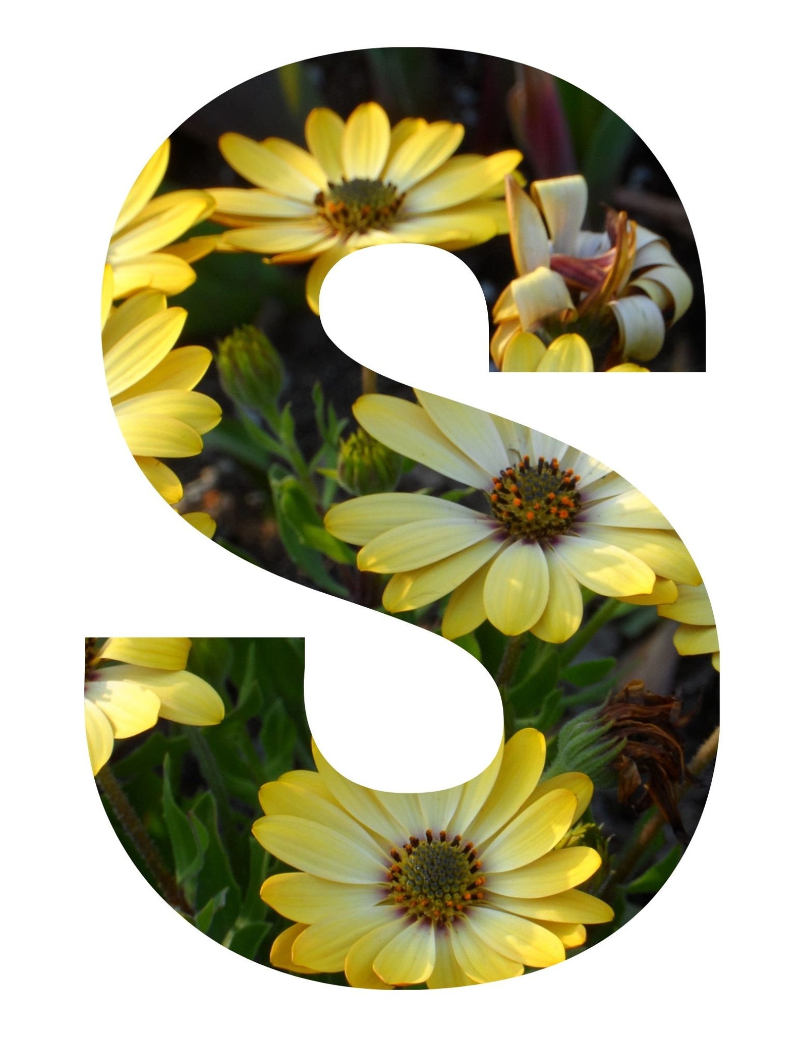 Nature Alphabet Letter Posters - Etsy