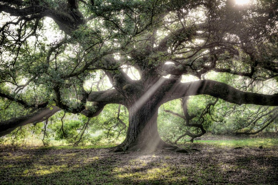 Oak Tree Sunrise | Etsy