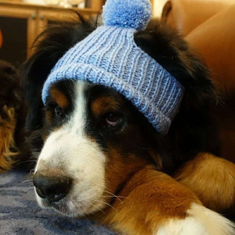 Dog Hat.pet Hats.hat for Dog. Hats for Pets. - Etsy