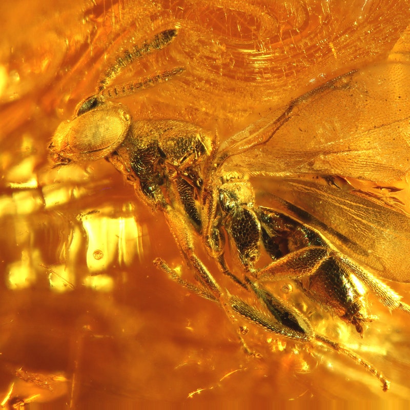 Amber With Insect - Etsy