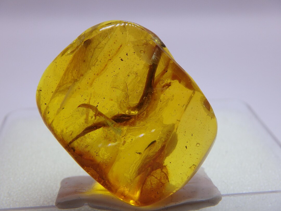 Baltic Amber Inclusion 9957 Very Big 2 CM Unknown Plant. Leaf ...