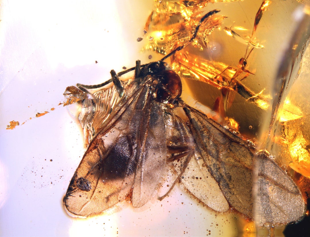 Baltic Amber Inclusion 8948 Unknown ID Winged Ant. Nylanderia ...