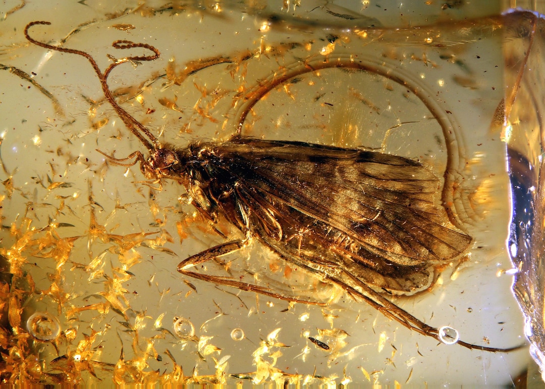 Baltic Amber Inclusion 9714 Perfect Caddisfly. Trichoptera. Fossil ...