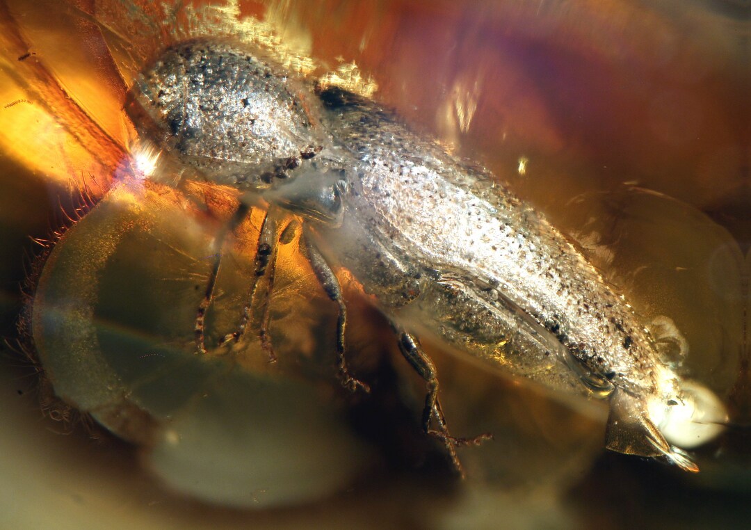 Baltic Amber Inclusion 8914 Nice Click Beetle Elateridae. Coleoptera ...