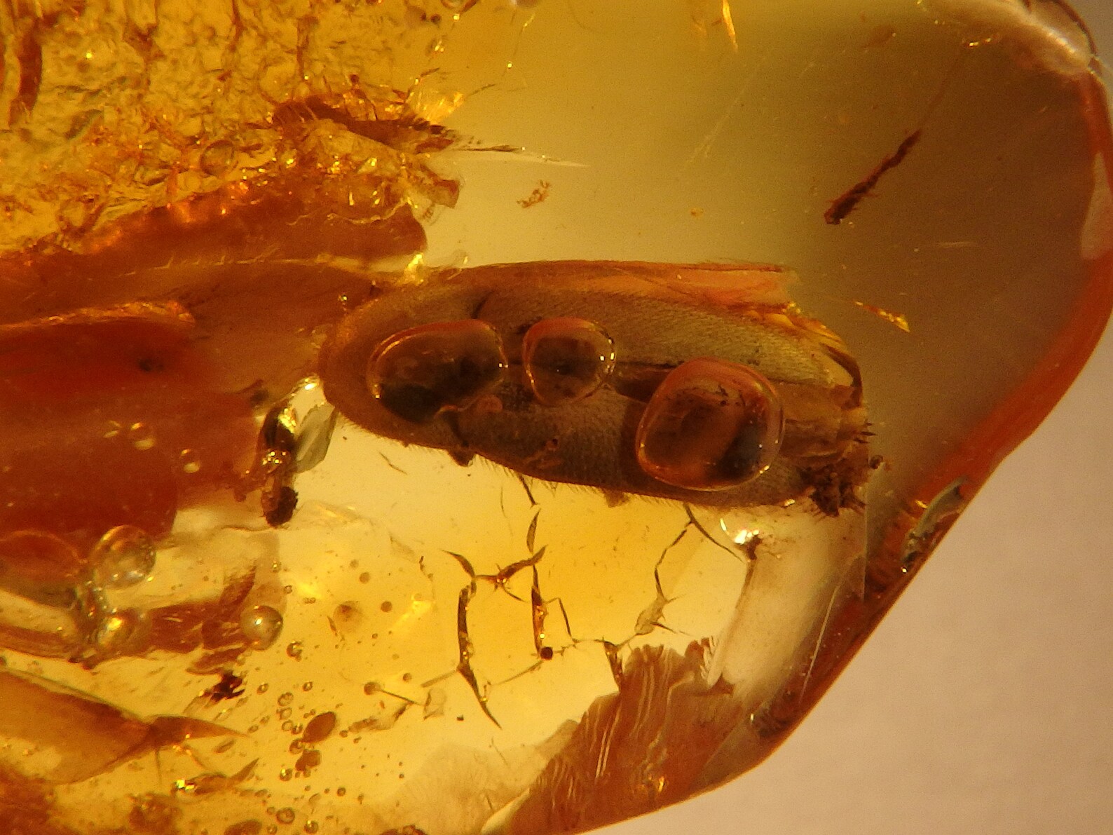 Baltic Amber Inclusion 4661 Large Click Beetle Elateridae. - Etsy