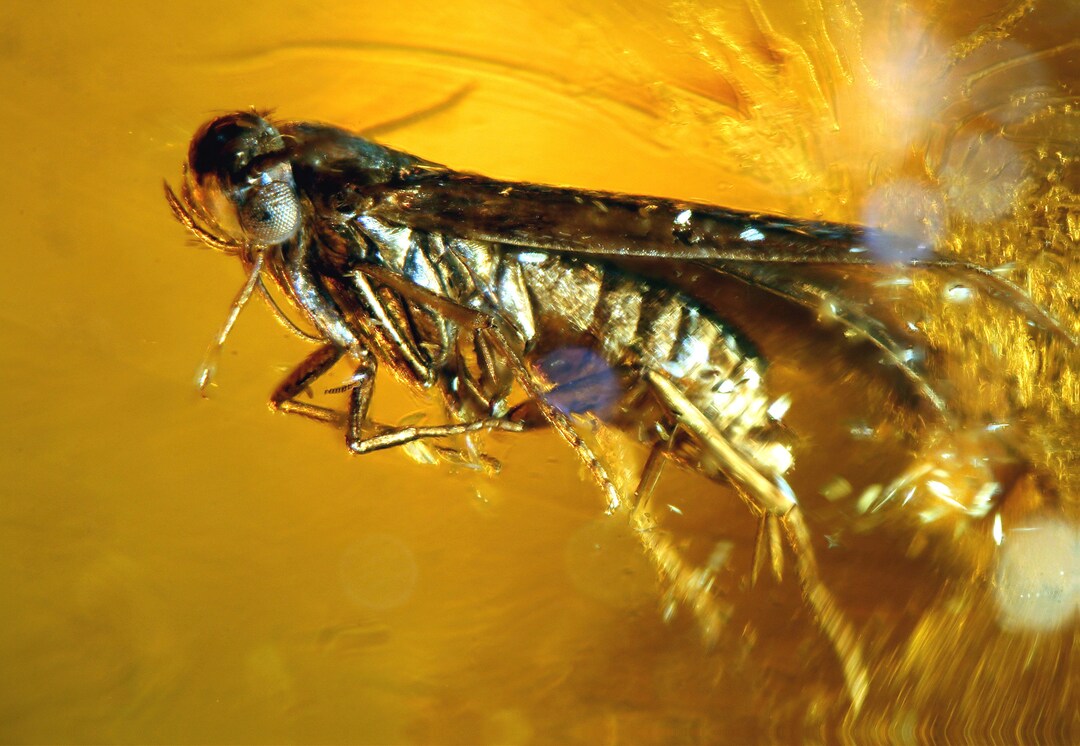 Baltic Amber Inclusion 9411 Nice Moth Lepidoptera in 6.5 Gram Amber ...