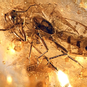 Baltic Amber Inclusion 8990 Extremely Rare Bug. Heteroptera, Hemiptera ...